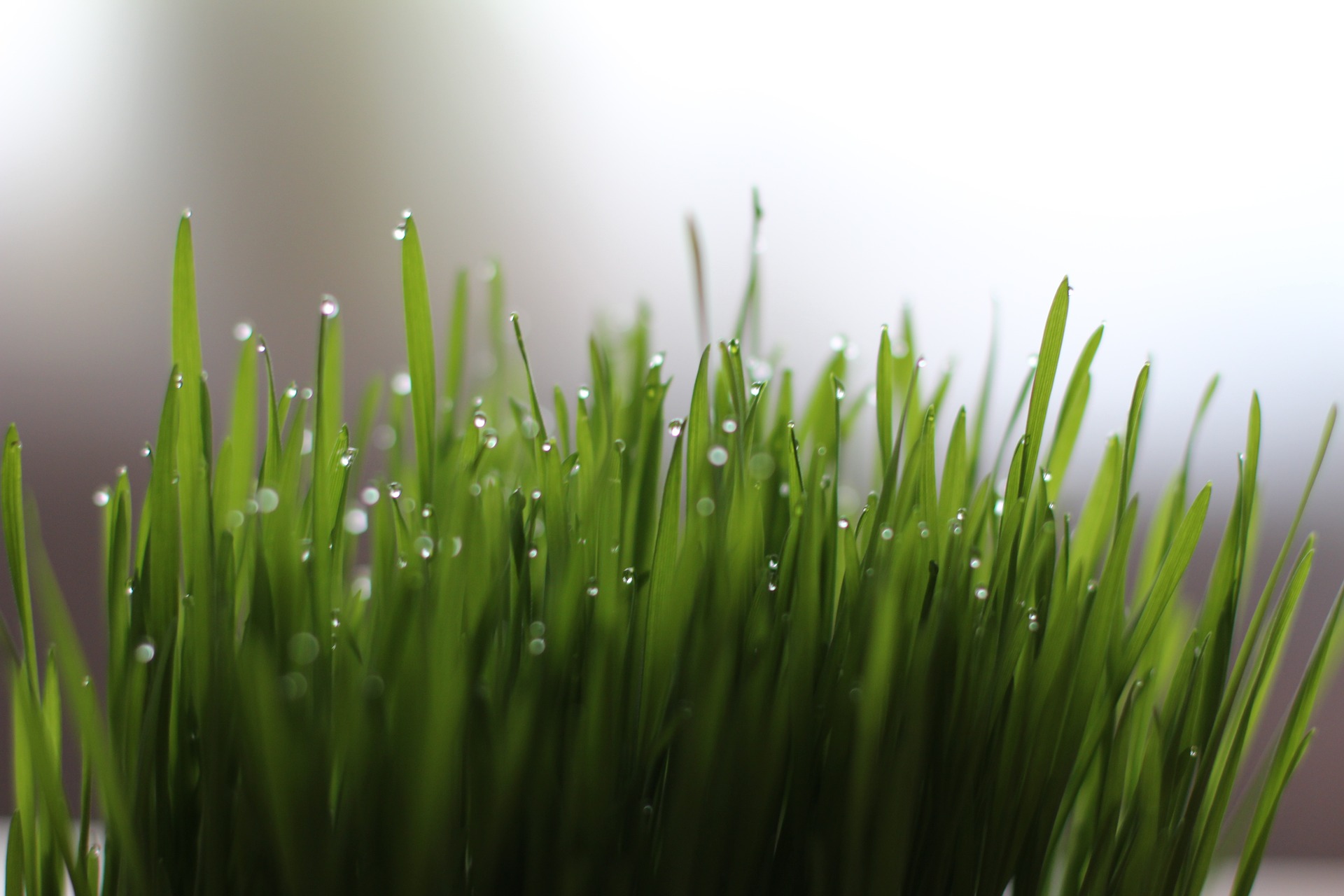 Live Wheatgrass is the perfect booster for IBS sufferers – My Wellbeing ...